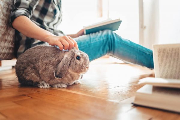 Understanding the Role of a Rabbit as an Emotional Support Animal